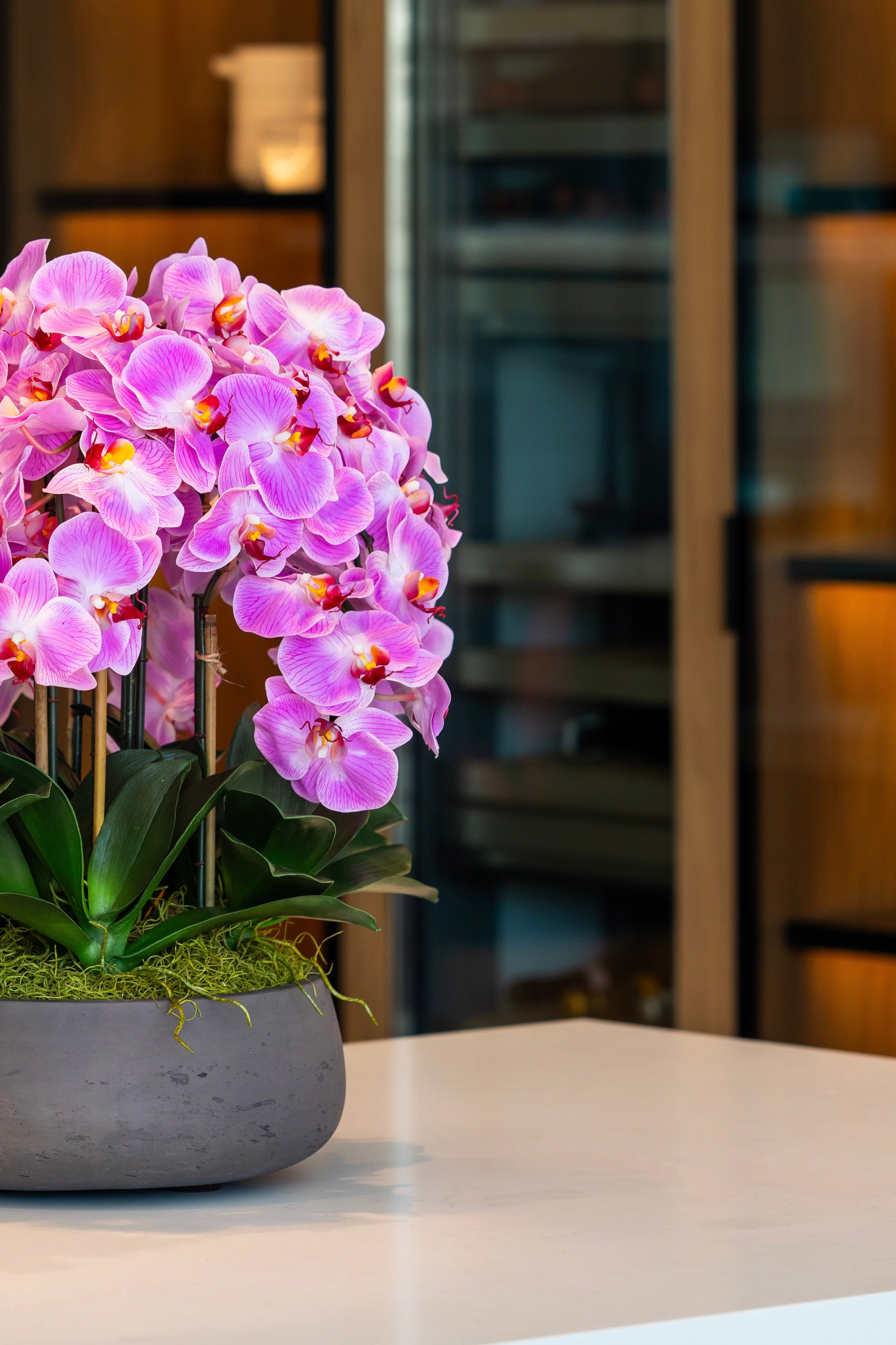 New Releases – The Plant Guy