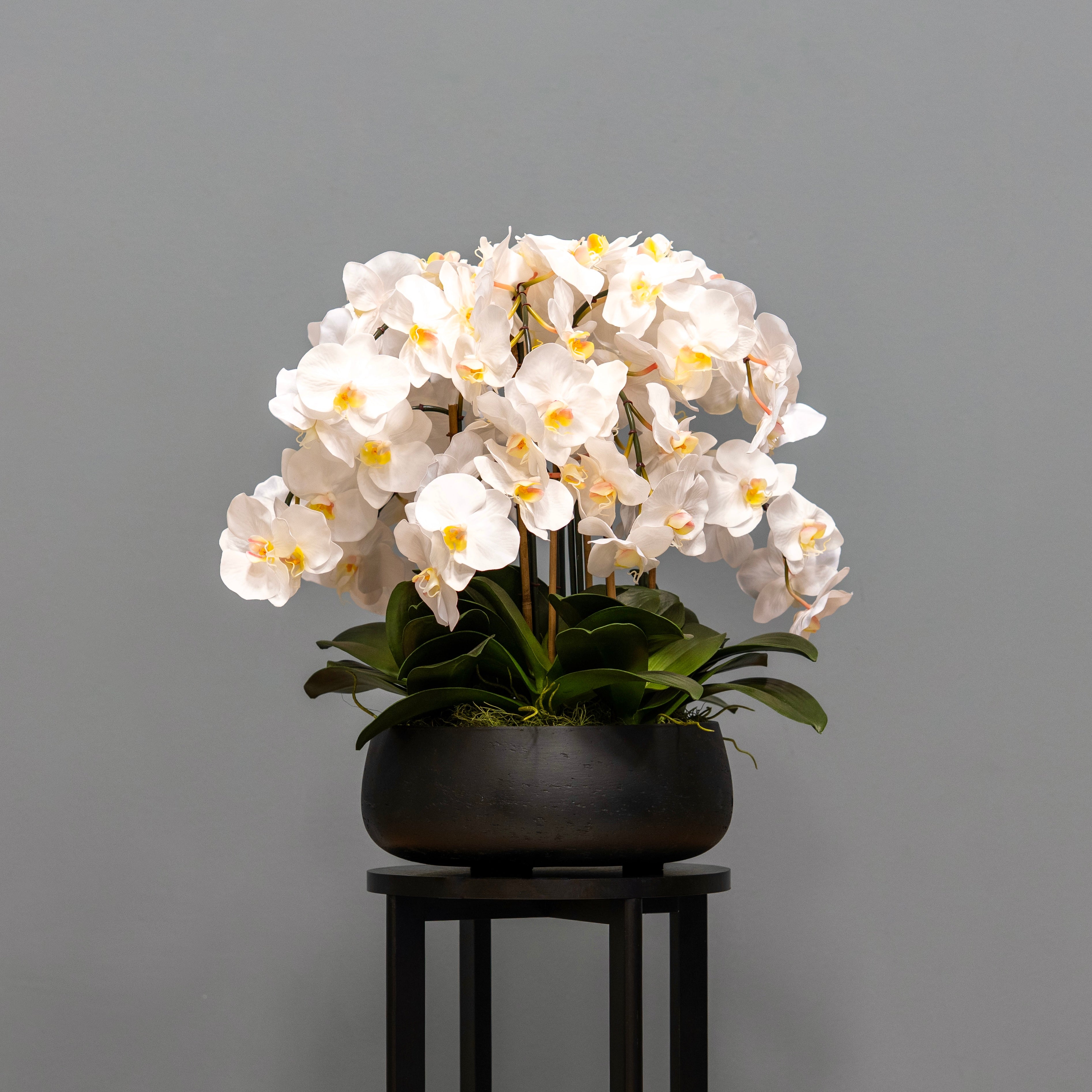 Airy White Orchid Arrangement – The Plant Guy