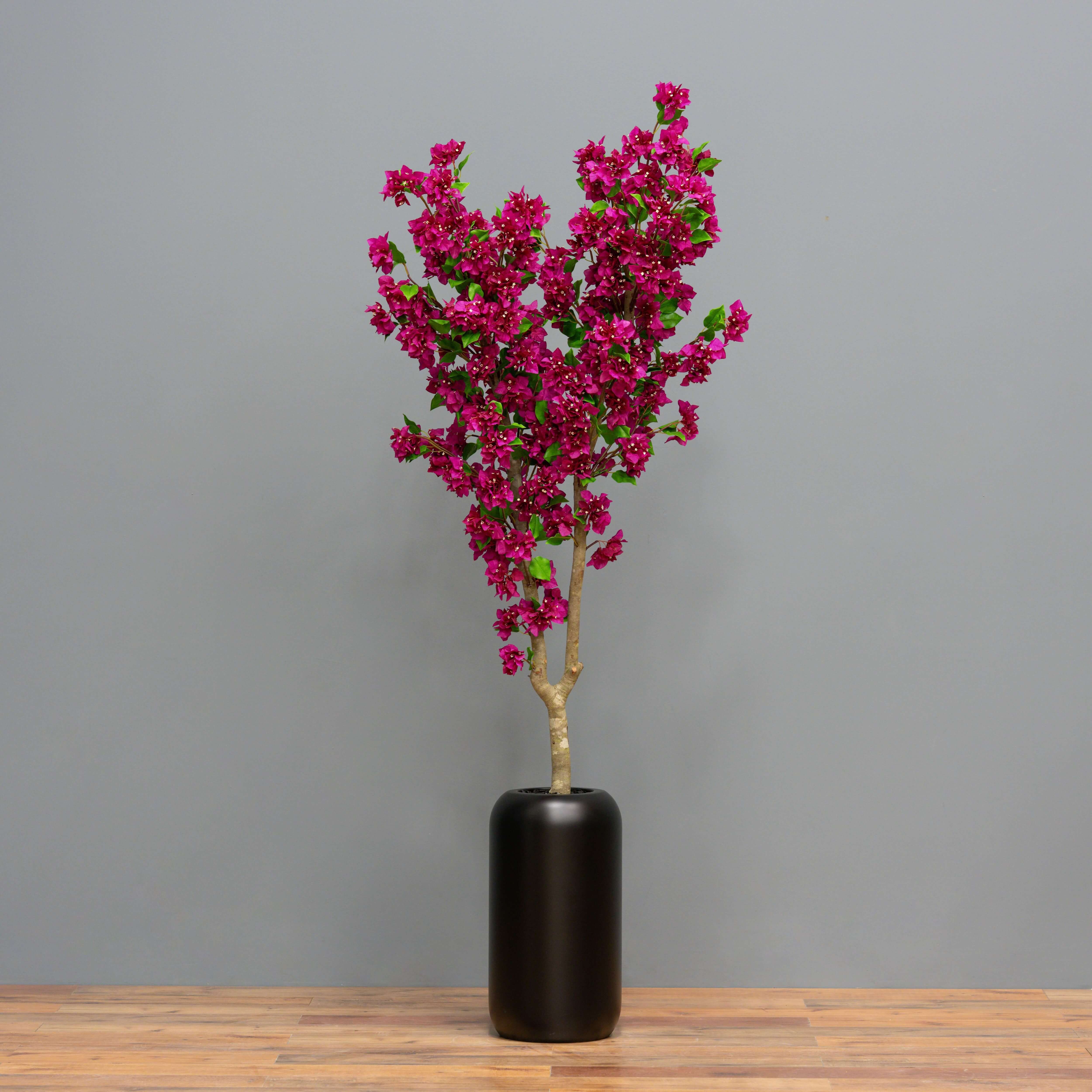 Fuchsia Bougainvillea Tree – The Plant Guy